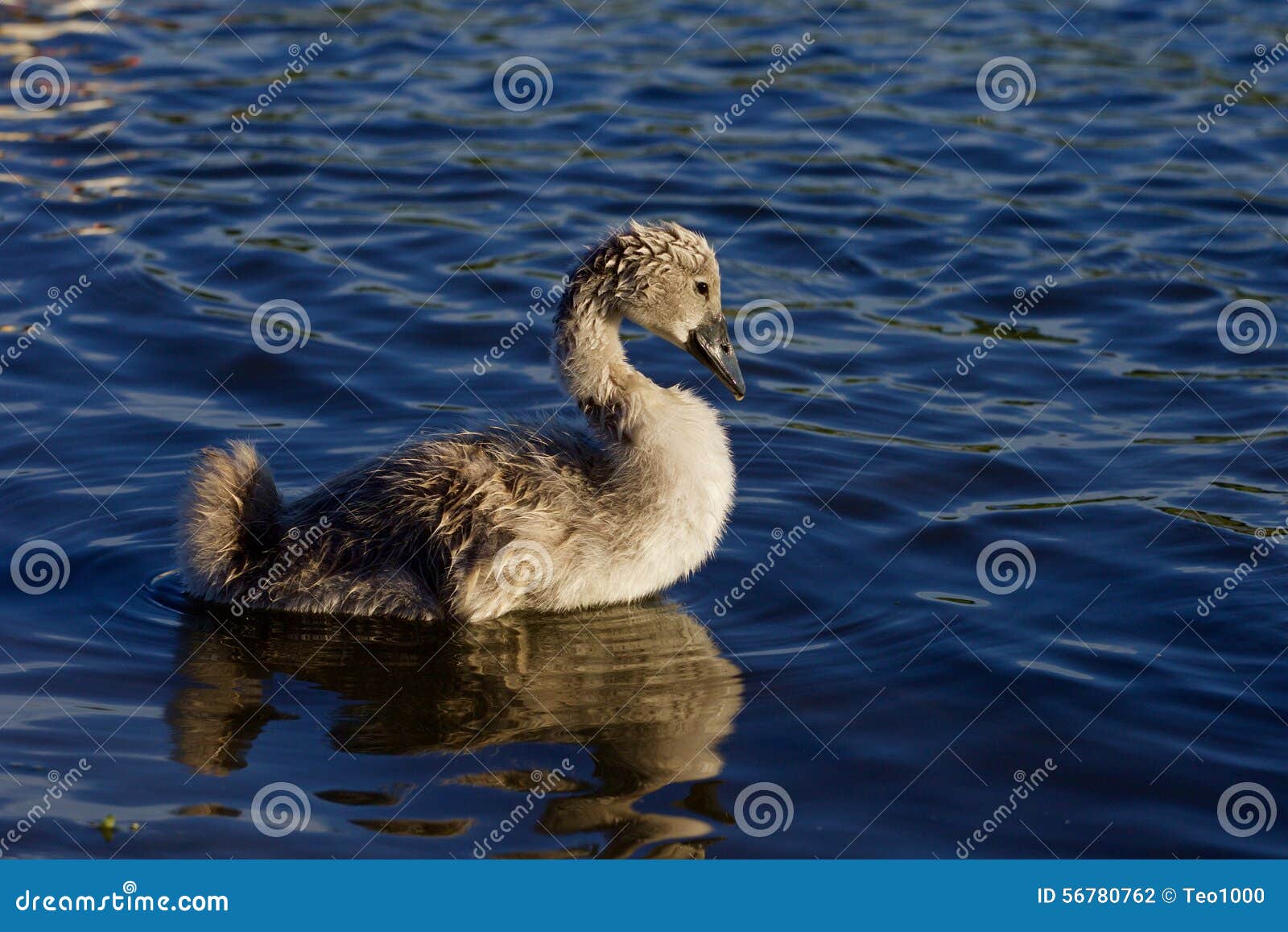 The Young Mute Swan on the Sunny Evening Stock Photo - Image of neck ...