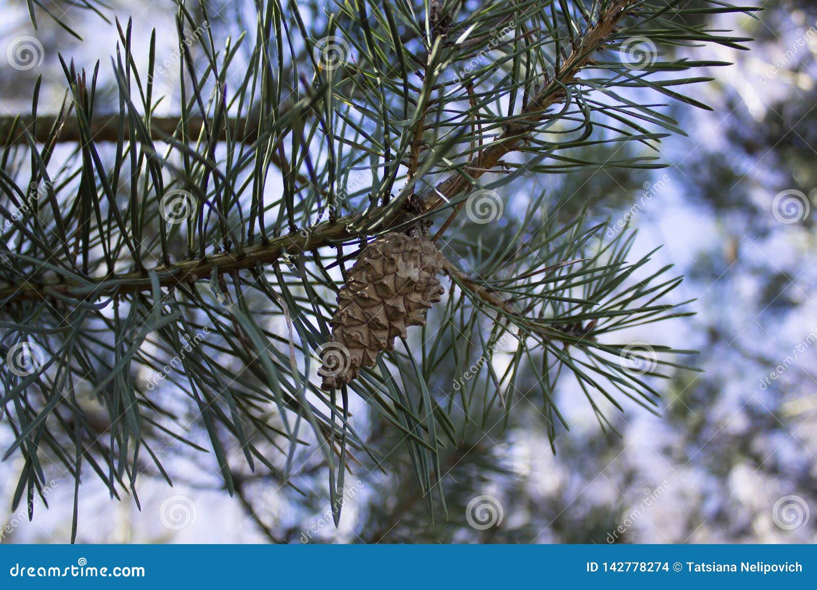 Young Needles and a Bump on a Sprig of Pine in Early Spring Stock Photo ...