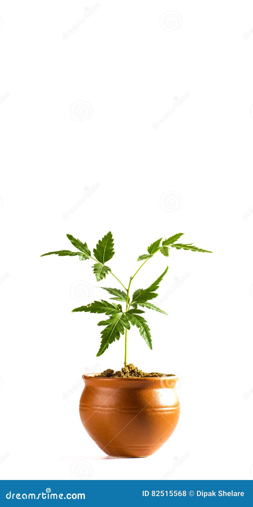 Young Neem Tree in Clay Pot Stock Photo - Image of background, india ...
