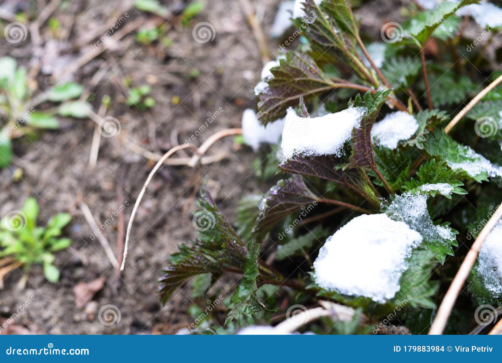 Young Nettle Covered with Snow on Blur Background Stock Photo - Image ...