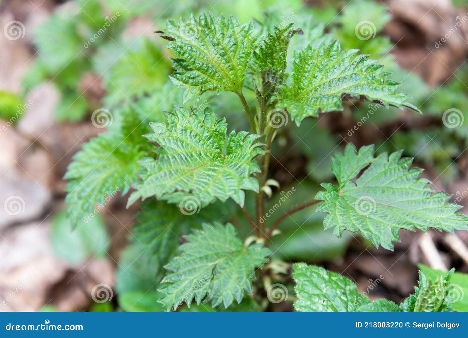 Young Nettle Leaves In Pot On Rustic Background, Stinging Nettles ...
