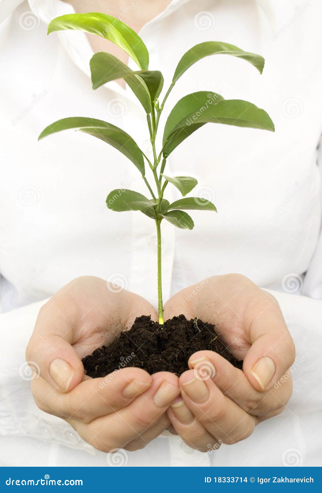 A Young New Plant Growing in Hands Stock Photo - Image of gardening ...