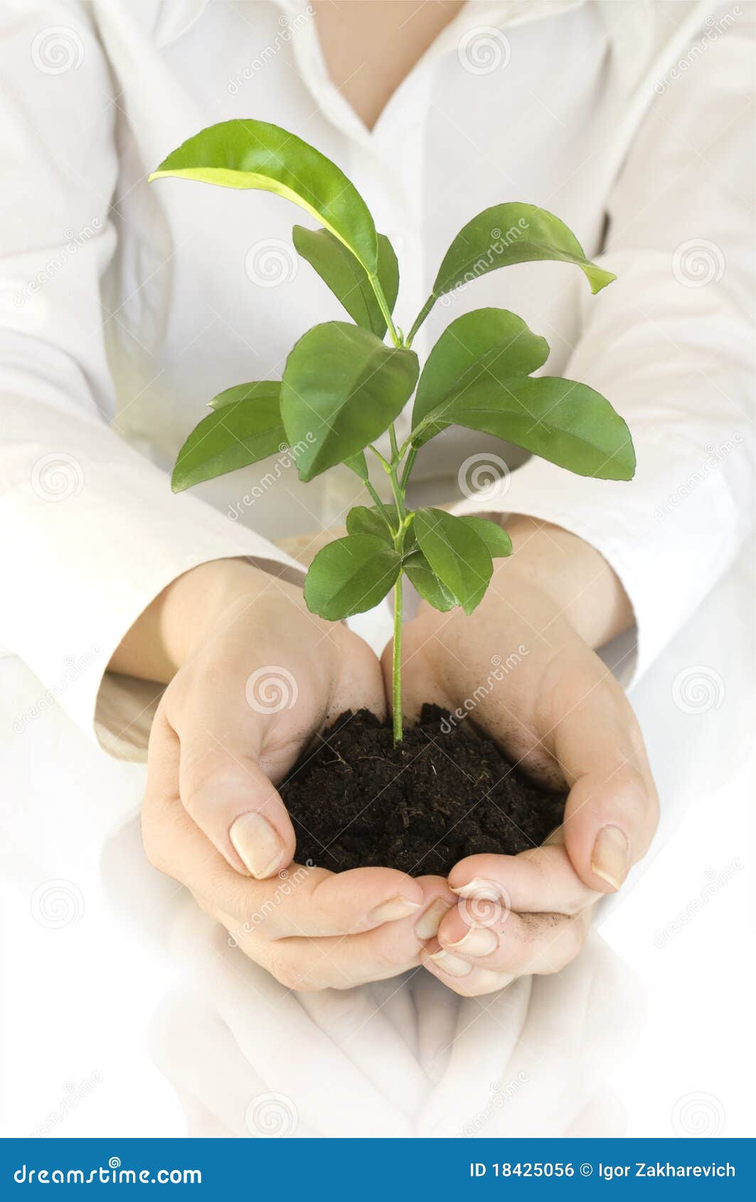 A Young New Plant Growing in Hands Stock Photo - Image of finger, hope ...