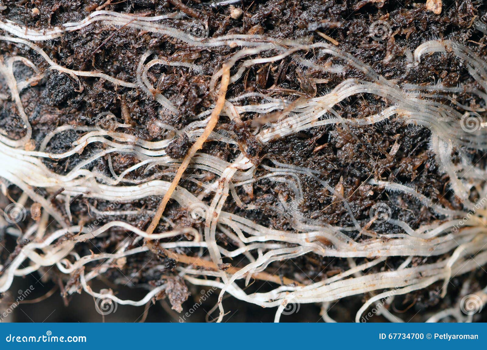 Young New Plant Roots in the Ground Stock Photo - Image of growth ...