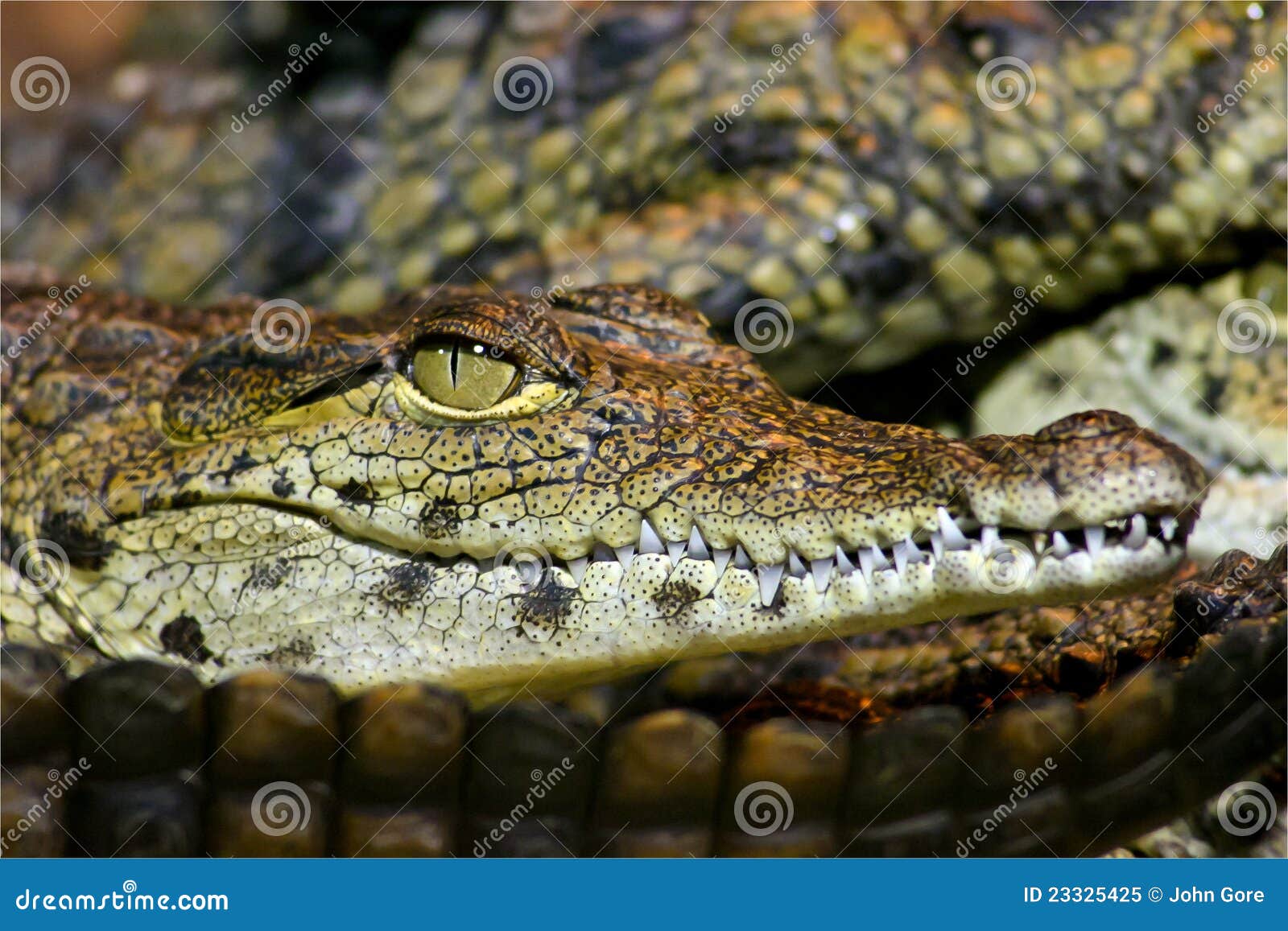 Young Nile Crocodile stock image. Image of nile, teeth - 23325425