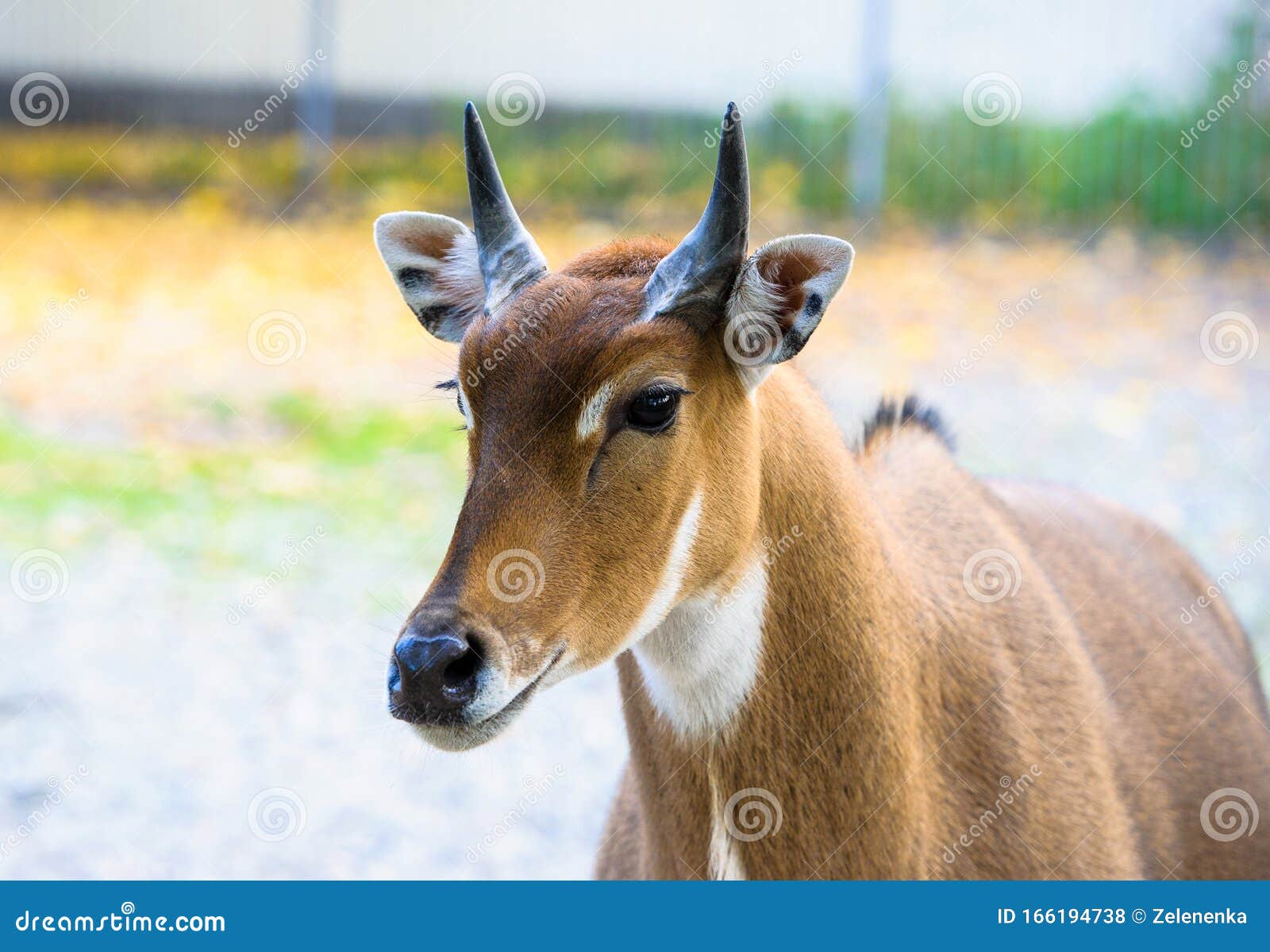 Young Nilgai Antelope Royalty-Free Stock Photography | CartoonDealer ...
