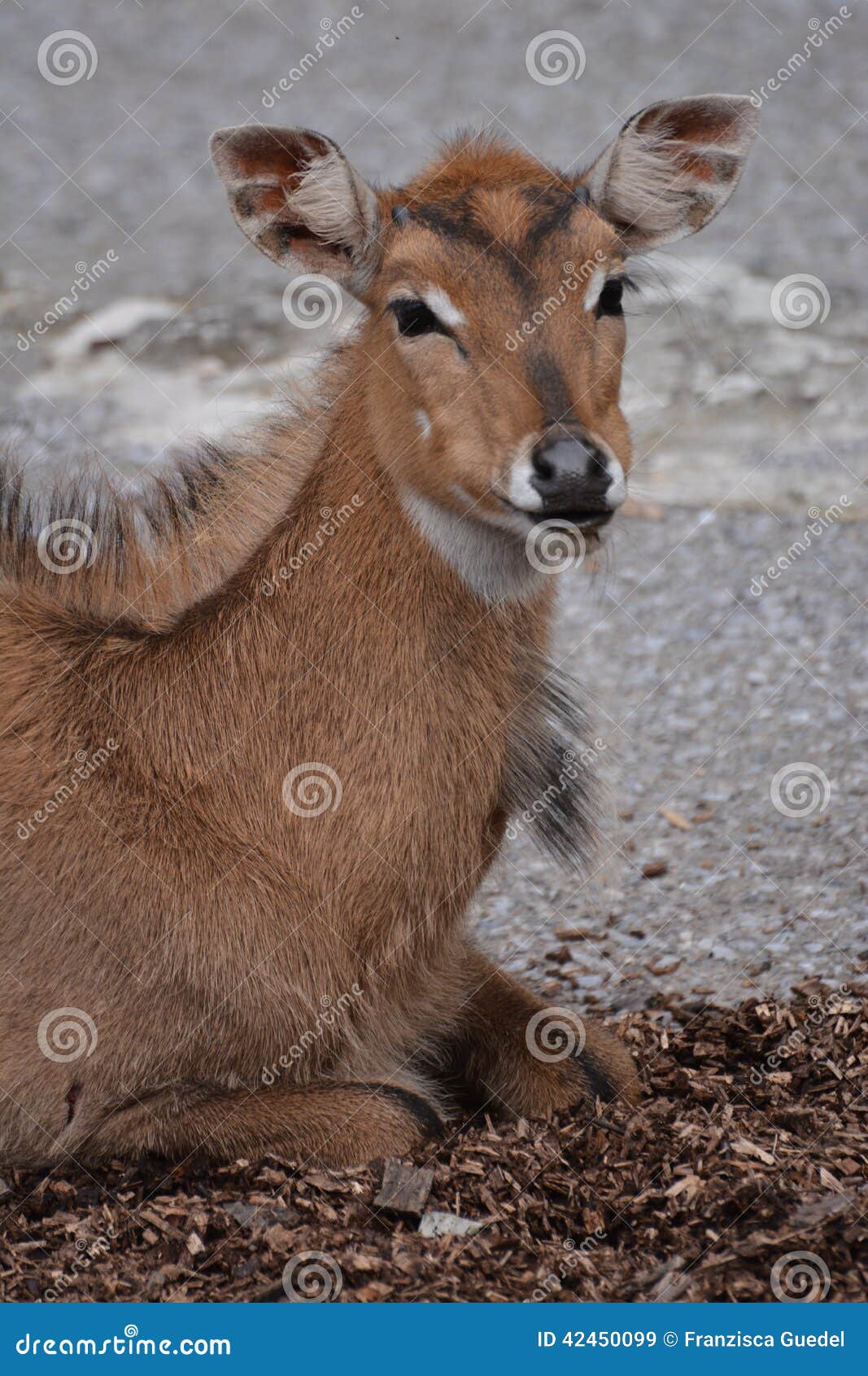 Young Nilgai Antelope stock image. Image of animalia - 42450099
