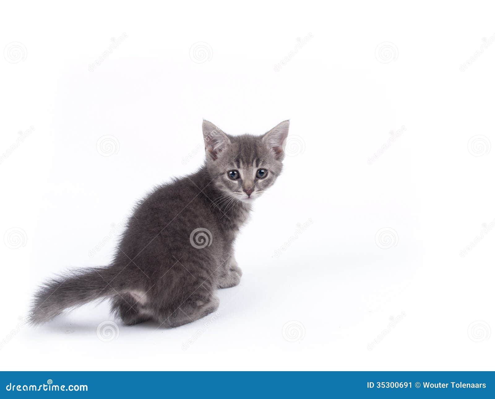 Young Nine Weeks Old Grey Kitten Stock Image - Image of young, feline ...