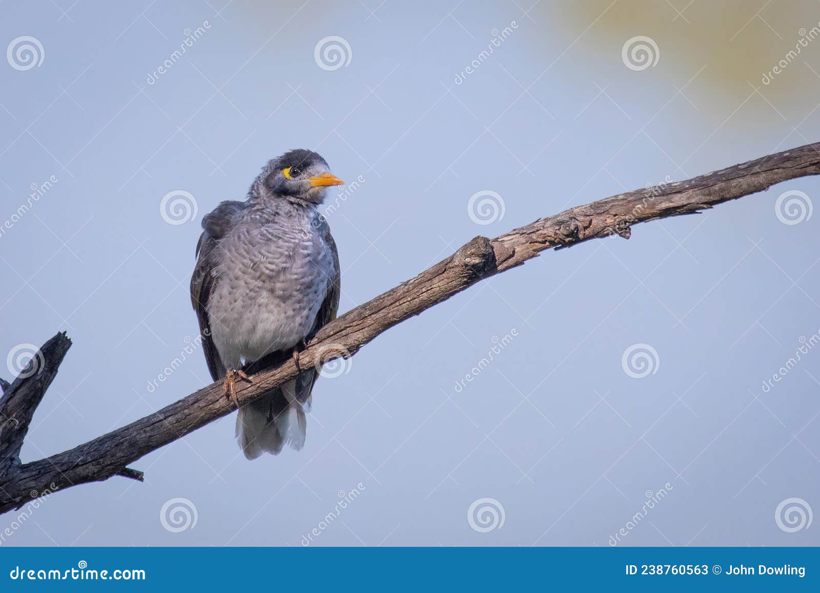 A Young Noisy Miner Perched on a Dead Tree Branch Stock Image - Image ...