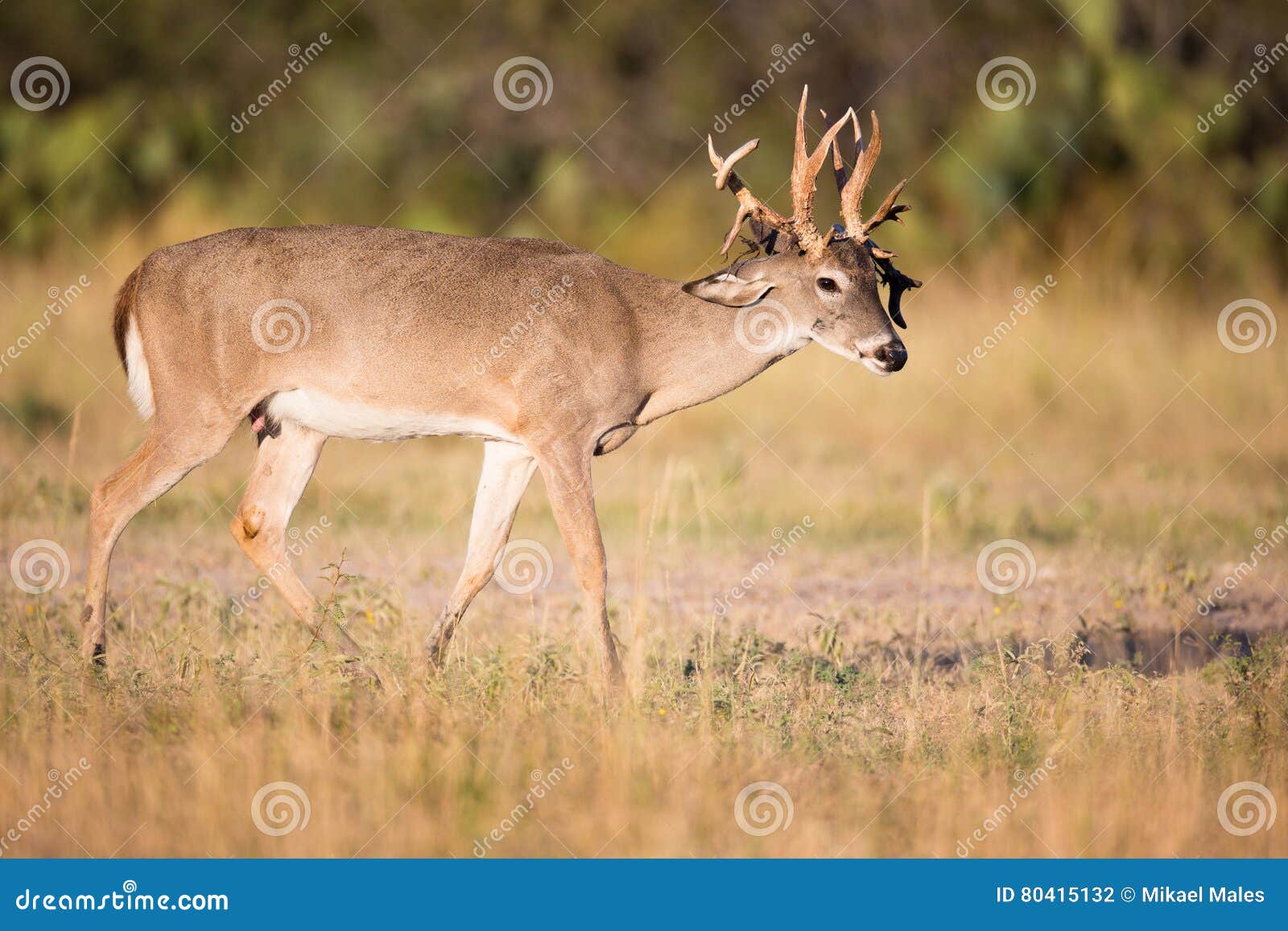 Young non-typical buck stock photo. Image of rack, massive - 80415132