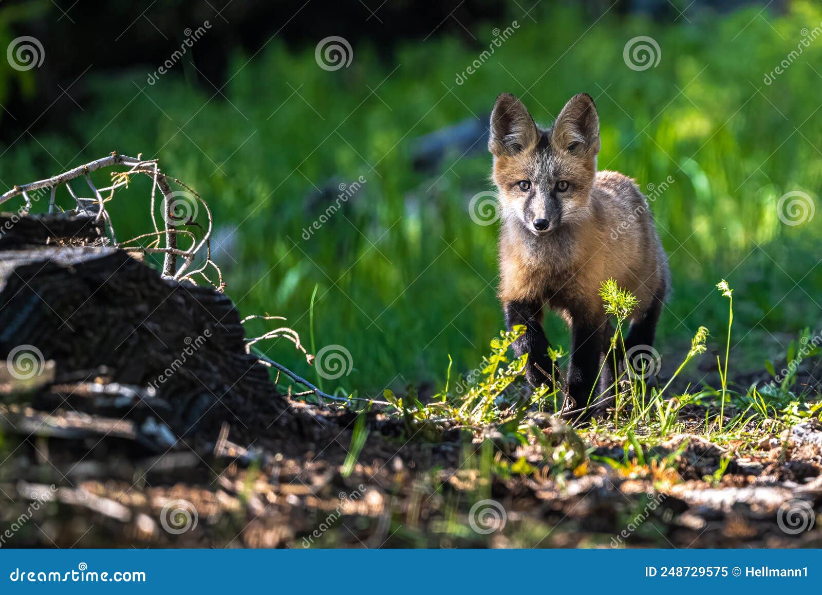 Young Red Fox stock image. Image of youth, young, america - 248729575