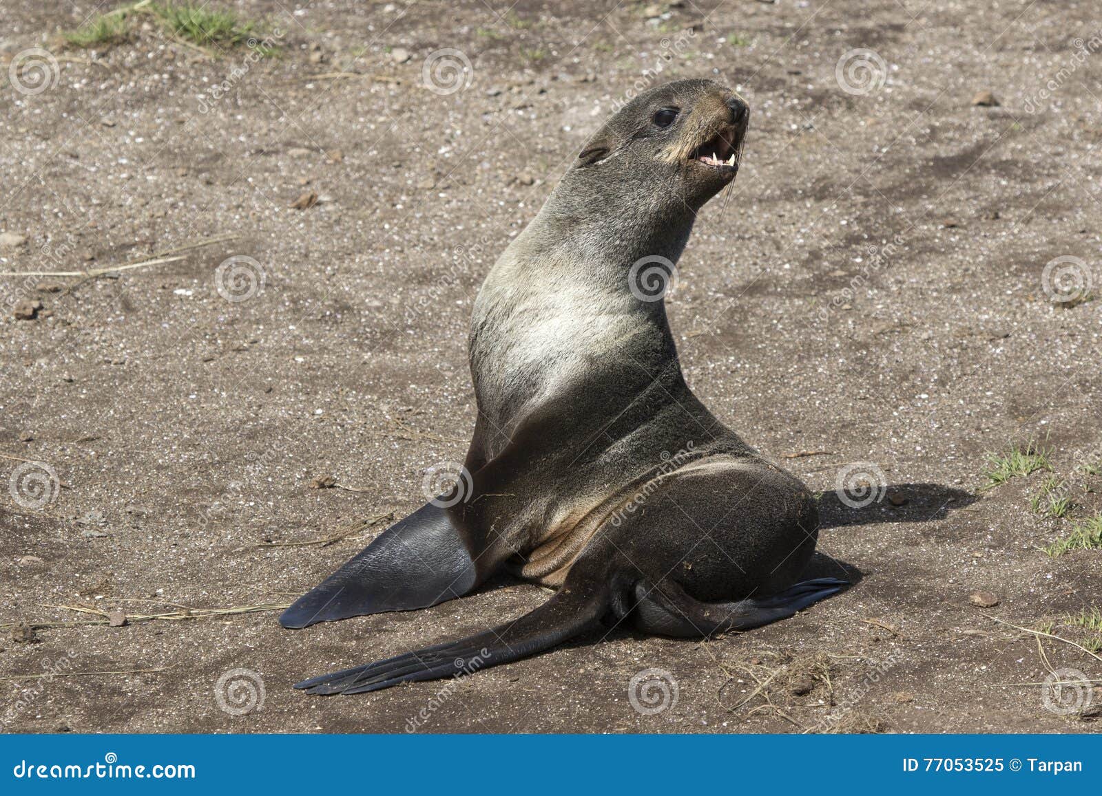 Earless Bunny Stepped On