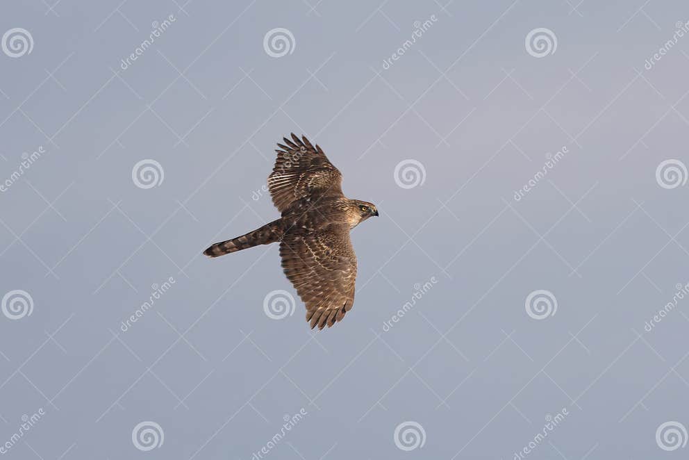 Young Northern Goshawk in Flight Stock Photo - Image of wildlife, prey ...