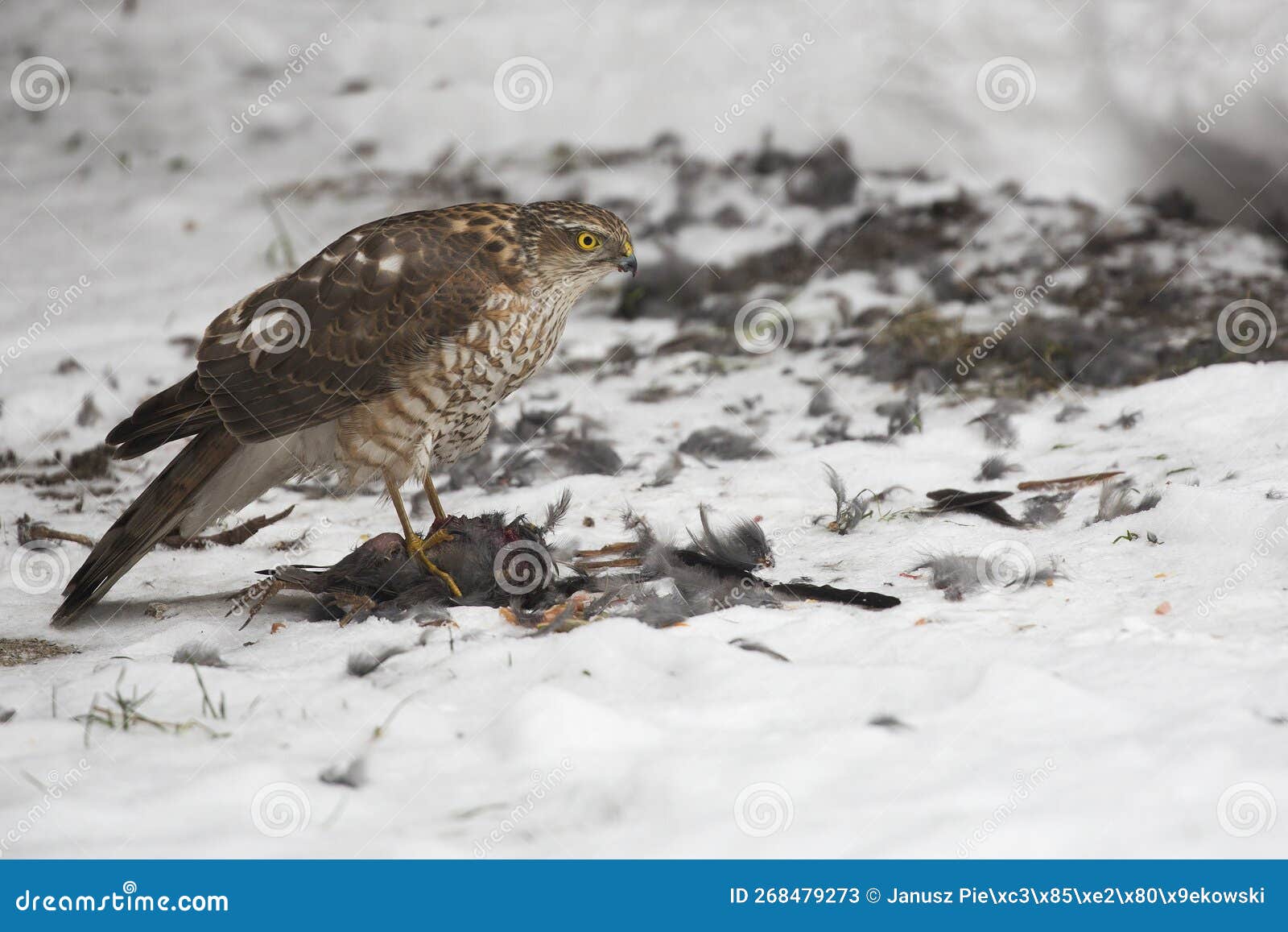 A Young Northern Goshawk on the Hunt Stock Image - Image of bird ...