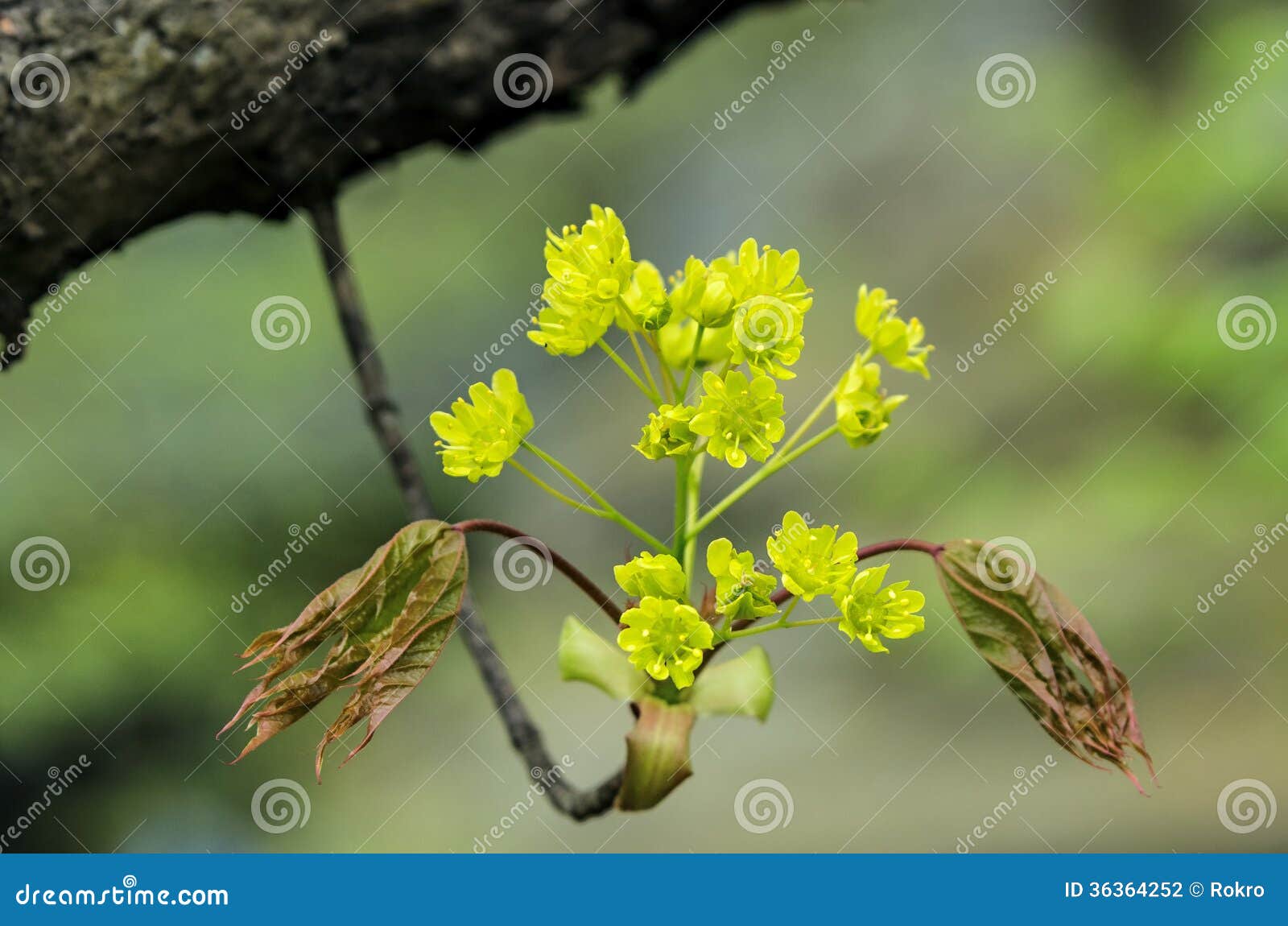 Young Norway Maple bloom stock photo. Image of young - 36364252