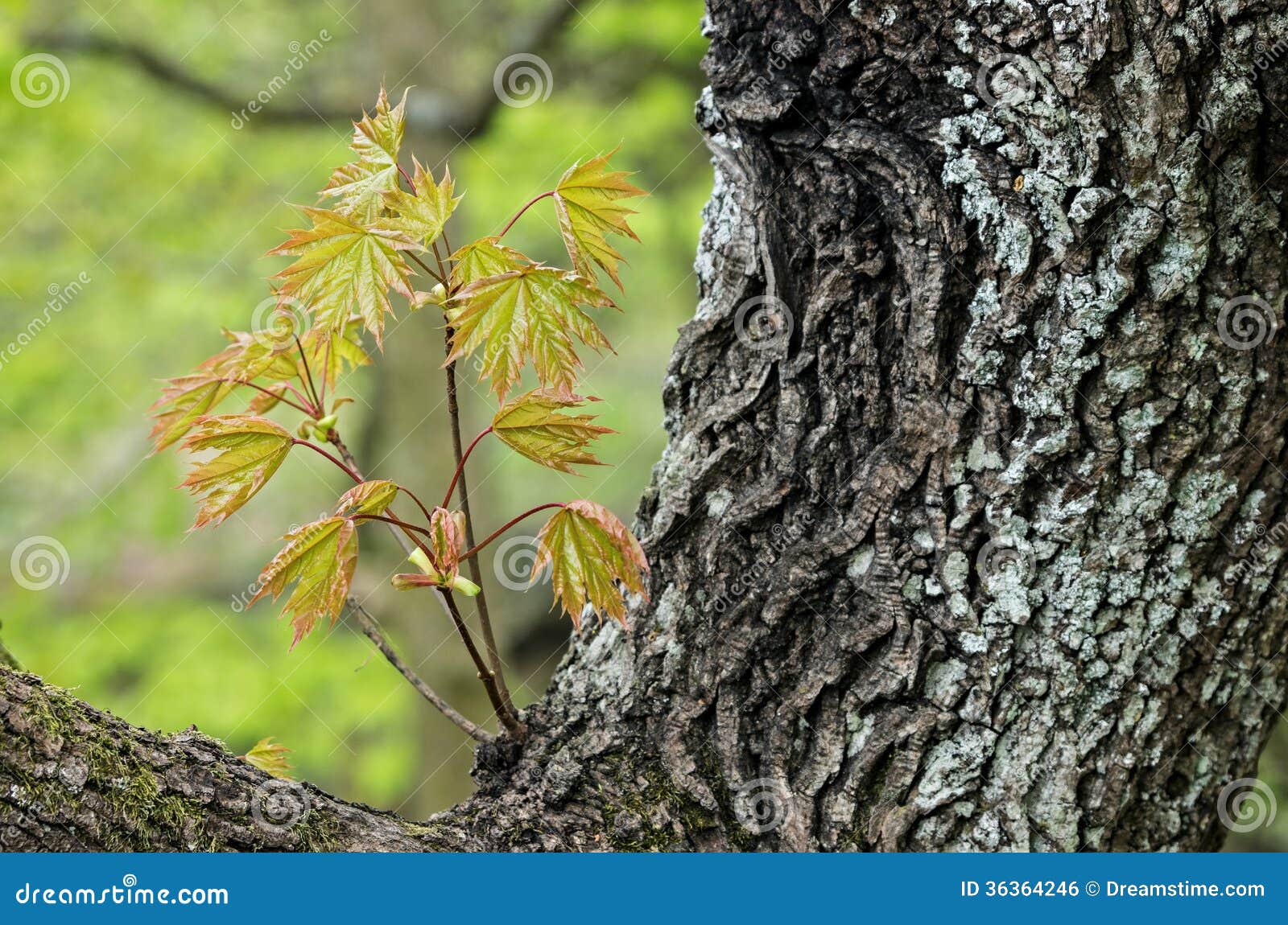 Young Norway Maple Leaves stock photo. Image of trunk - 36364246