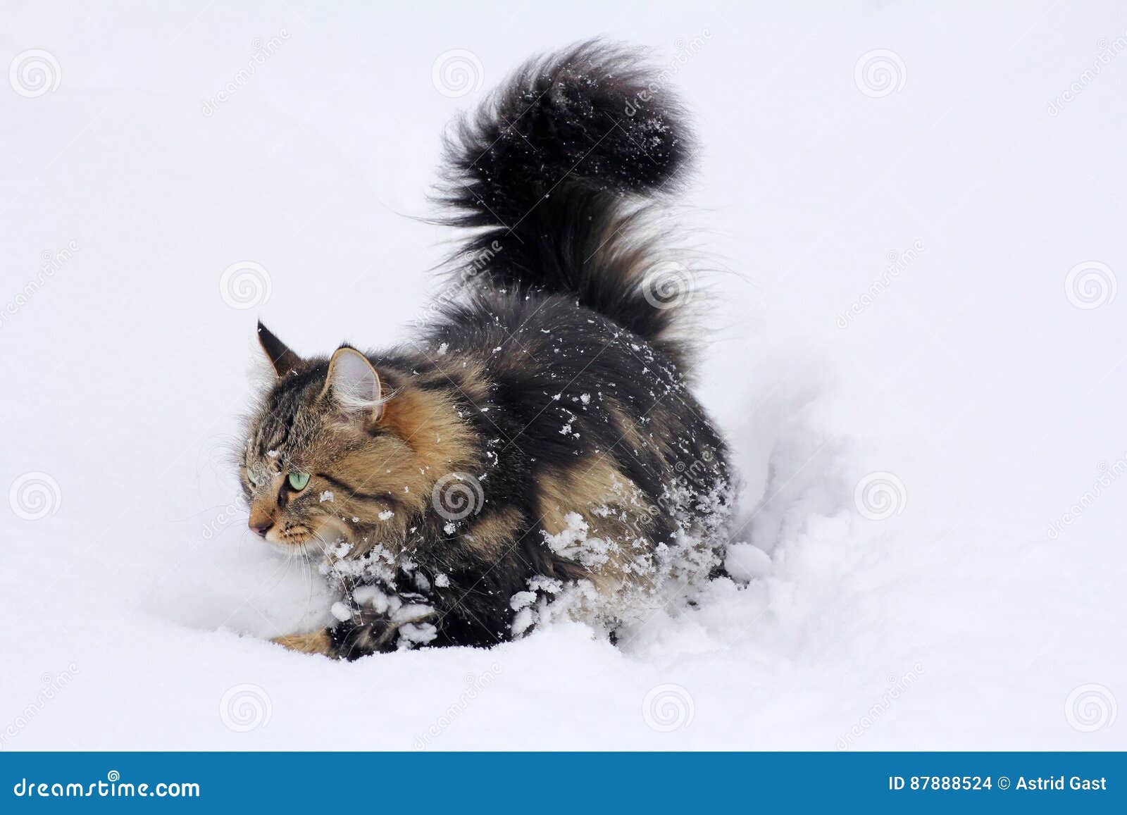 Young Norwegian Forest Cat in Deep Snow Stock Photo - Image of nicely ...