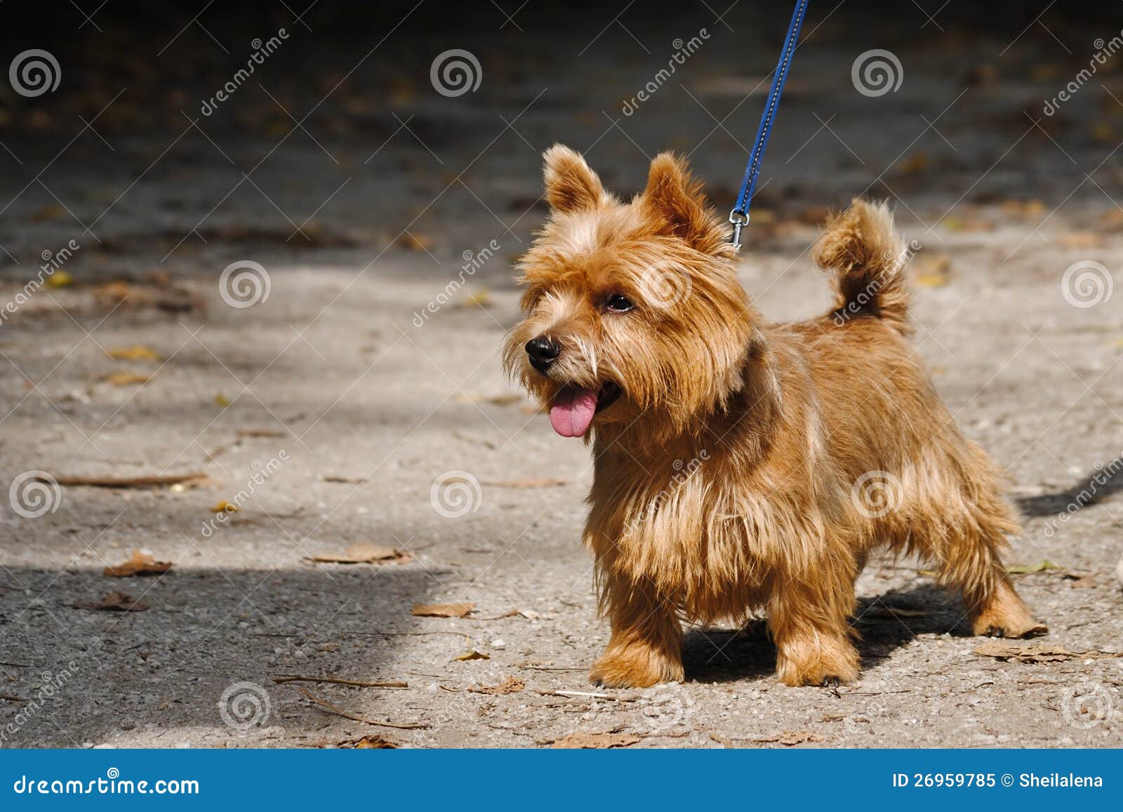 Young Norwich Terrier stock image. Image of english, cute - 26959785
