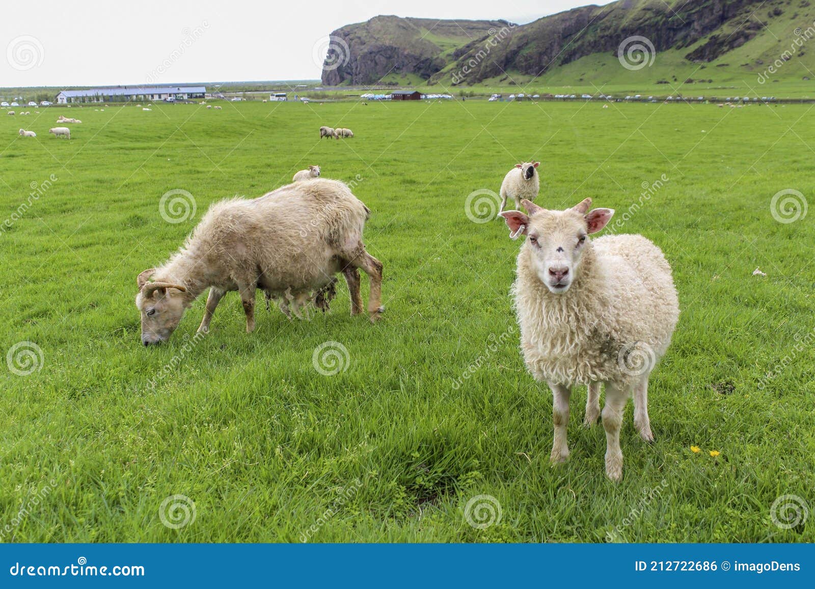 Young Nosy Sheep Posing for the Camera Stock Photo - Image of looking ...