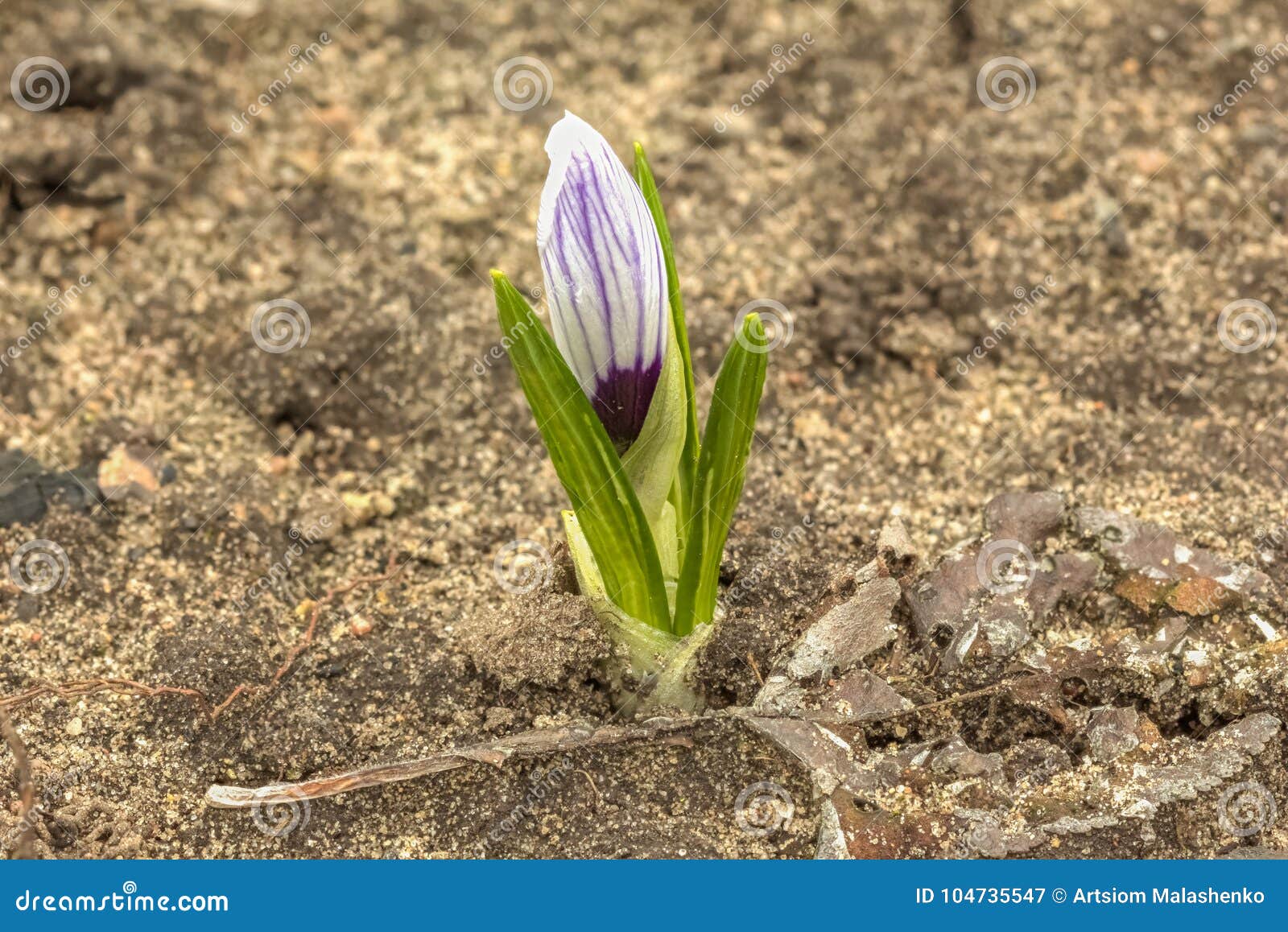 Small Flower Crocus White in the Open Ground Stock Image - Image of ...