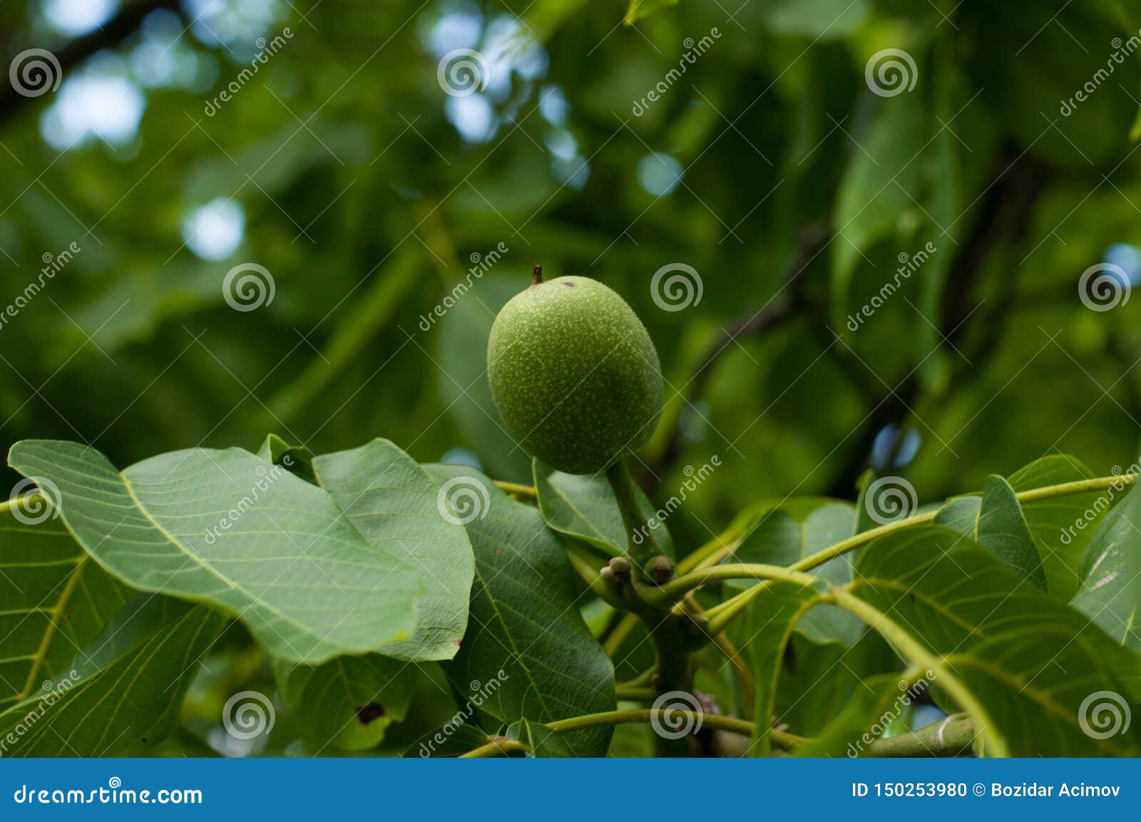 Young Nut on the Tree. Green Fruit on the Tree Stock Photo - Image of ...