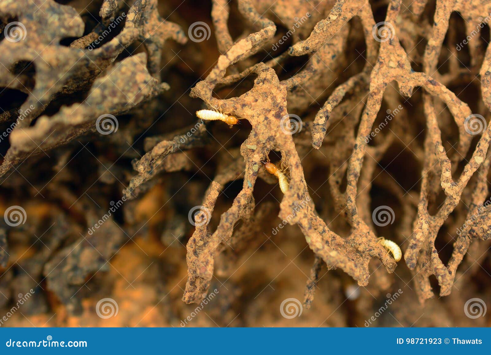 Young nymph termite stock image. Image of insect, macro - 98721923