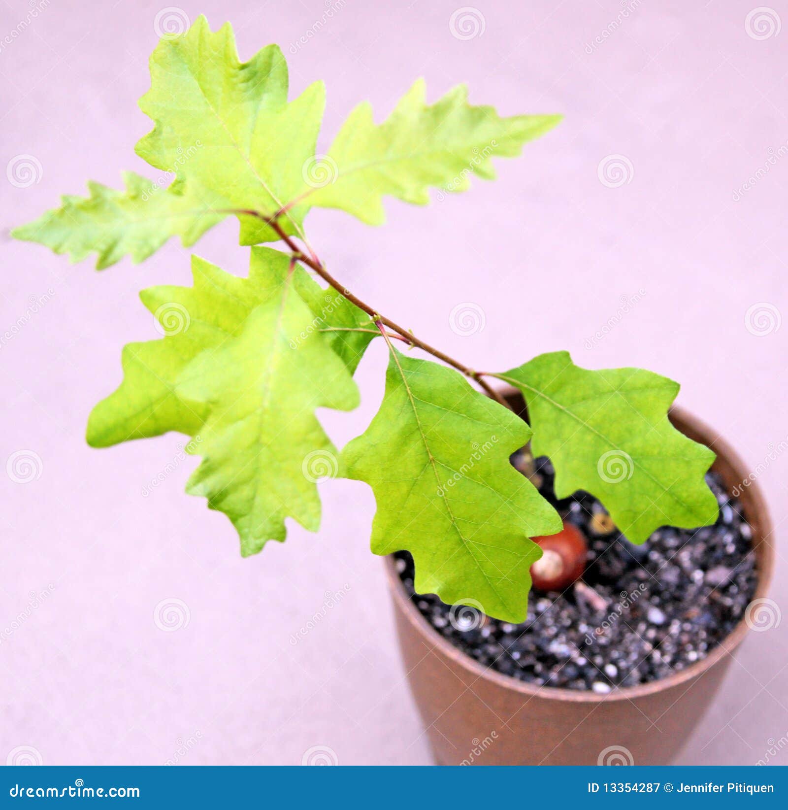 Young oak stock image. Image of grow, agriculture, spring - 13354287