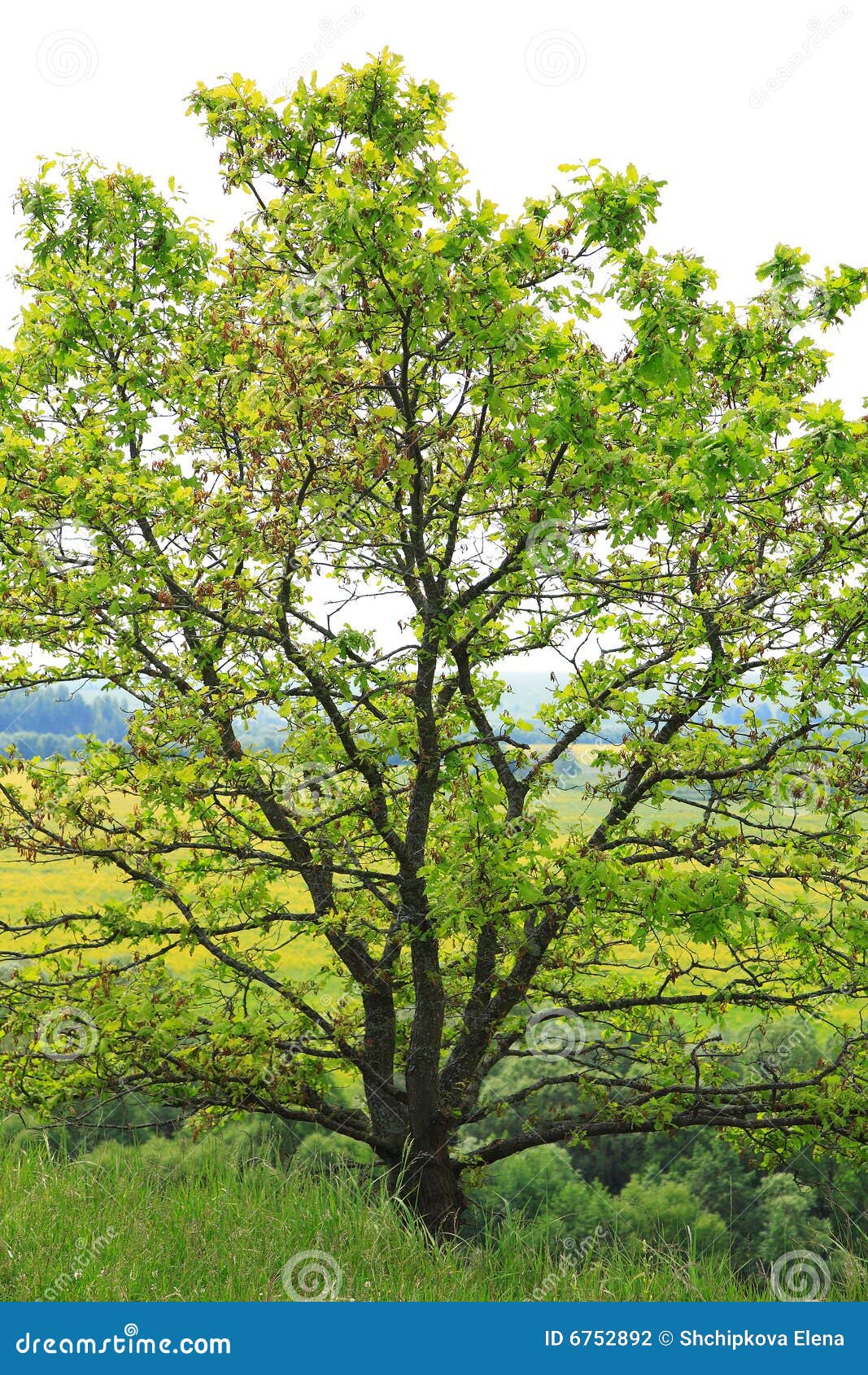 Young oak stock photo. Image of branches, nature, greens - 6752892