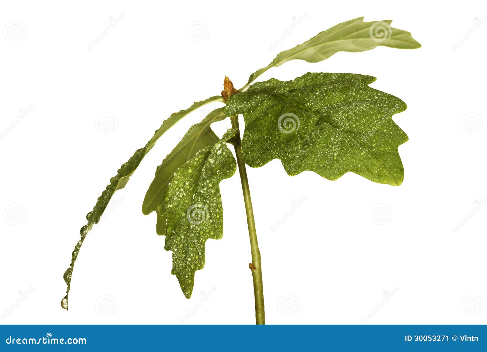 Young oak stock image. Image of plant, lush, seedling - 30053271