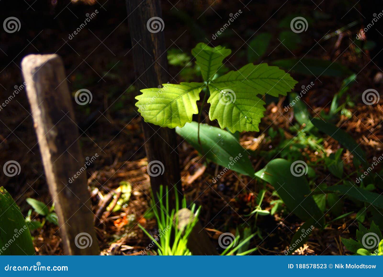 A Young Oak Tree Illuminated by the Sun. Stock Image - Image of ...