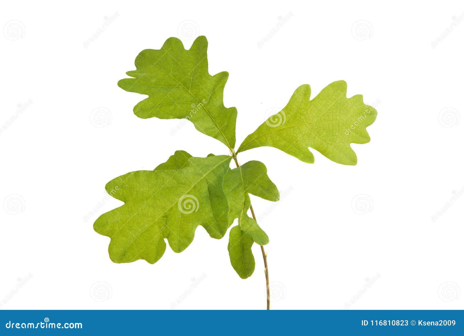 Young oak isolated stock image. Image of leaf, growth - 116810823