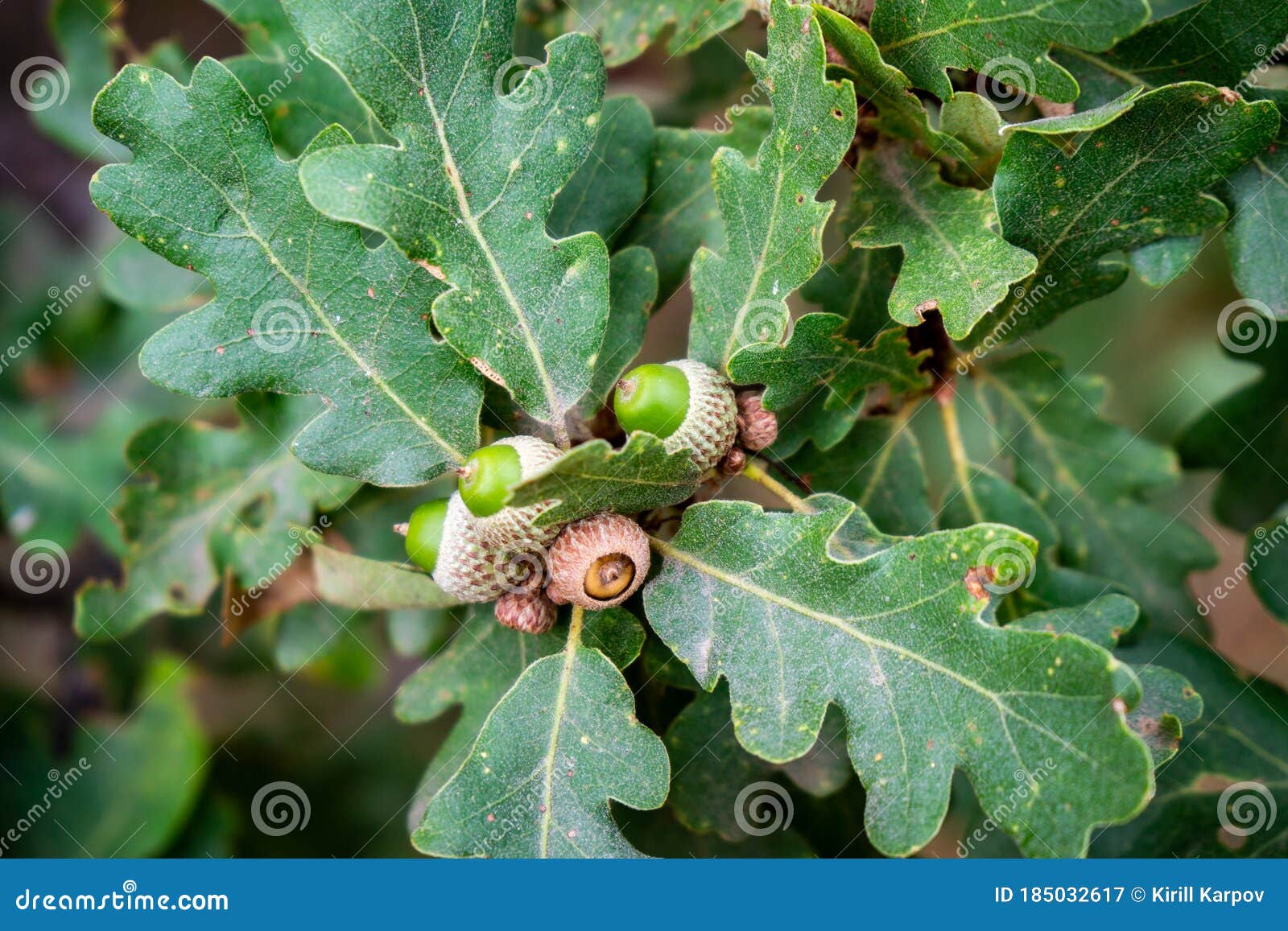 Young Oak Leaves with Acorns Near Stock Image - Image of young, carved ...