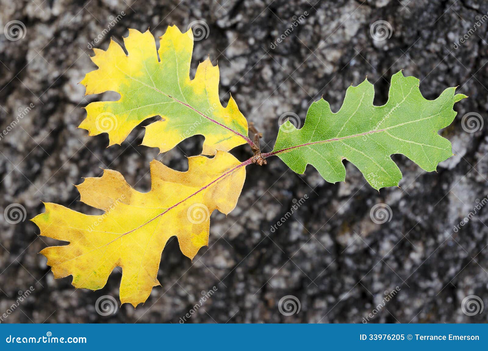 Young Oak Leaves stock image. Image of macro, bright - 33976205