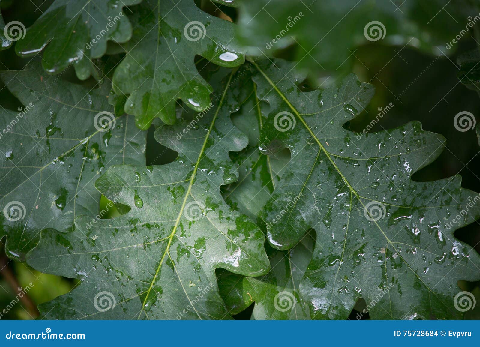 Young oak leaves stock photo. Image of young, plant, closeup - 75728684