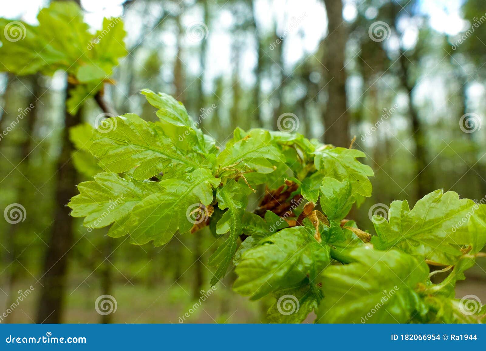 Young Oak Leaves. Early Spring in the Forest Stock Photo - Image of ...