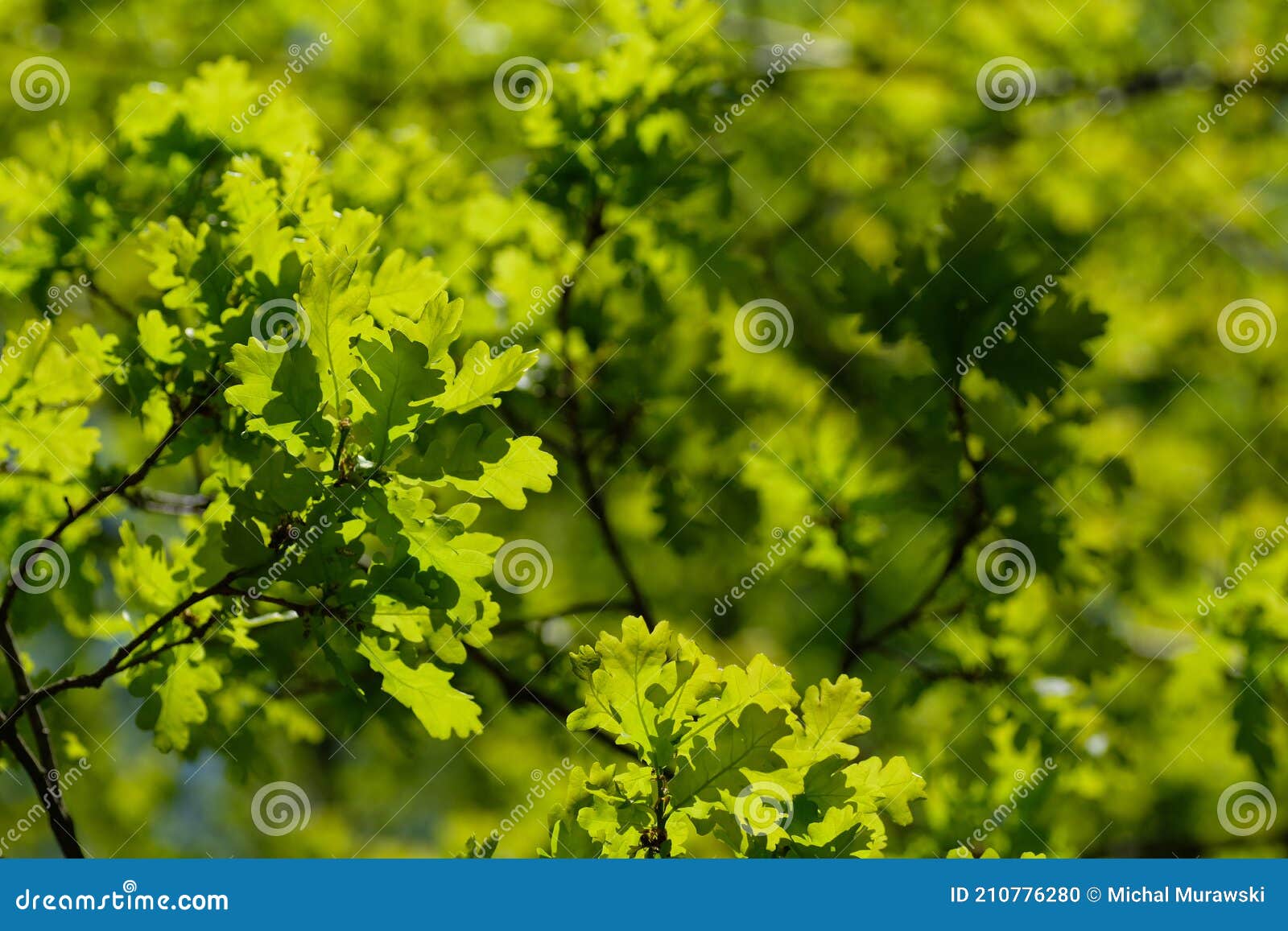 Young Oak Leaves on Green Background in Natural Light. Stock Photo ...