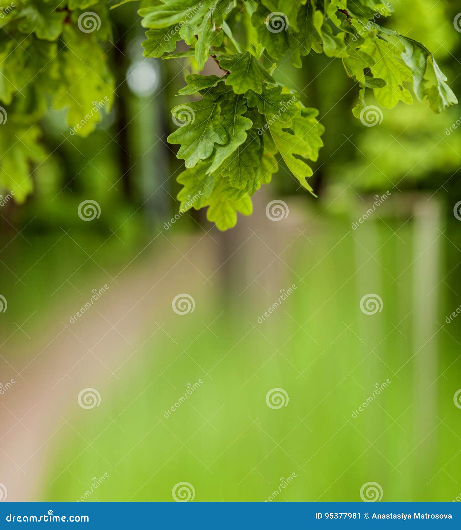 Young Oak Leaves in the Park. Stock Image - Image of park, foliage ...