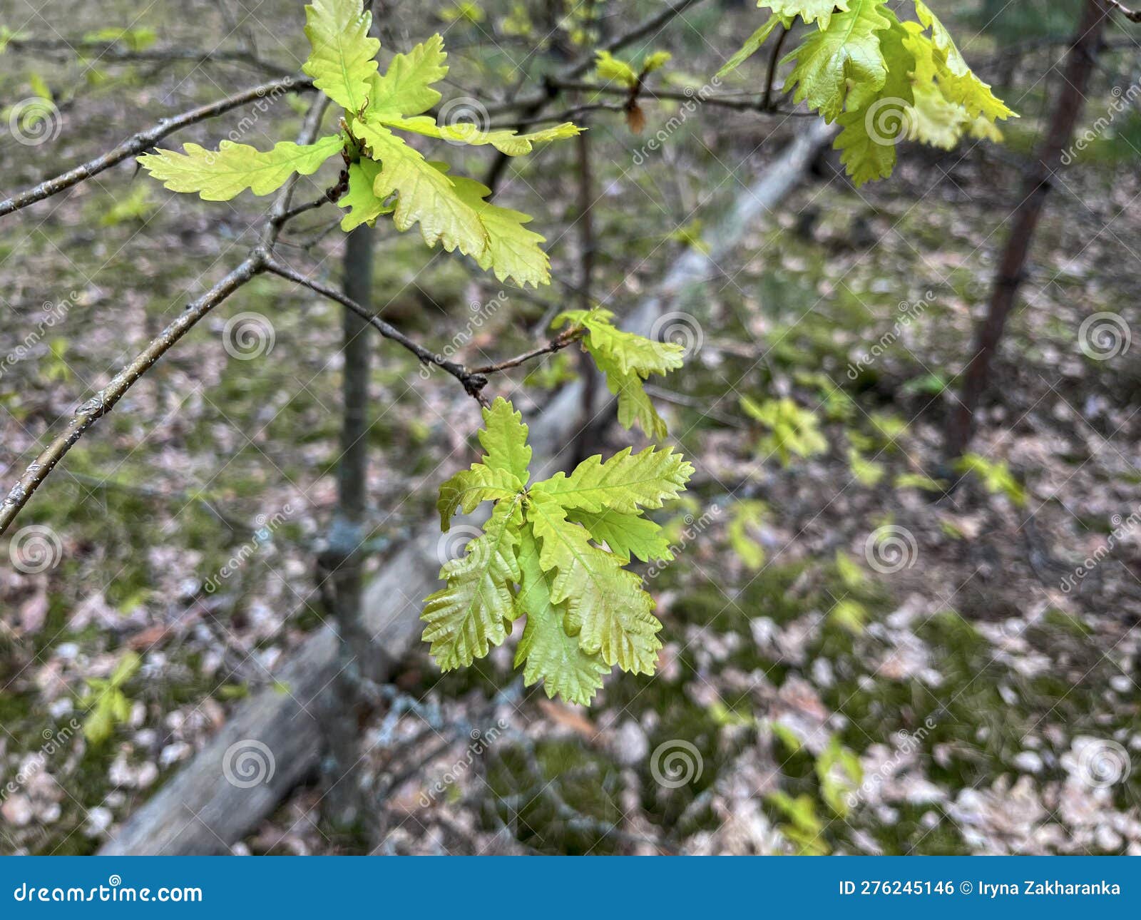 Young Oak Leaves in Spring in April Stock Photo - Image of natural ...