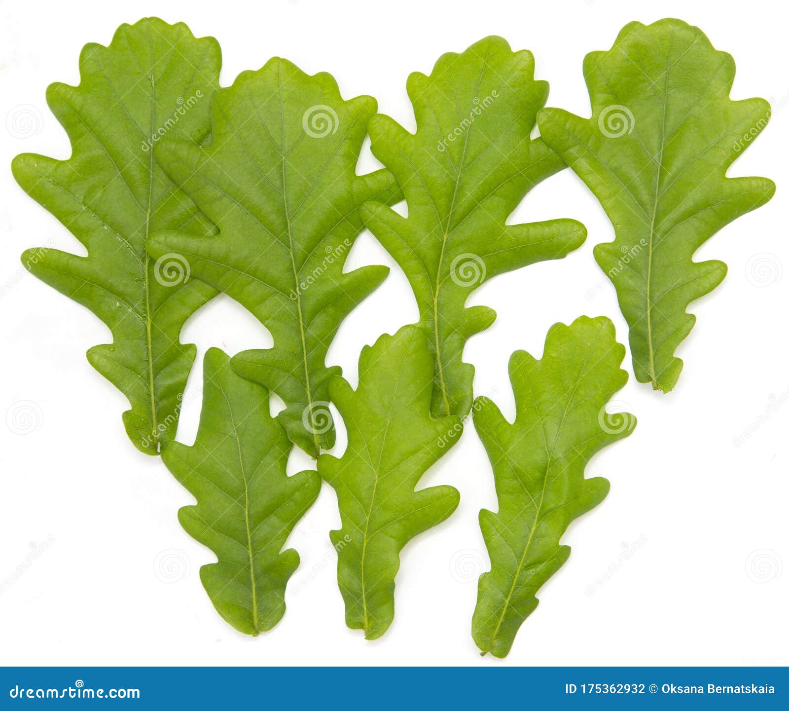Young Oak Leaves on a White Background Stock Photo - Image of greenery ...