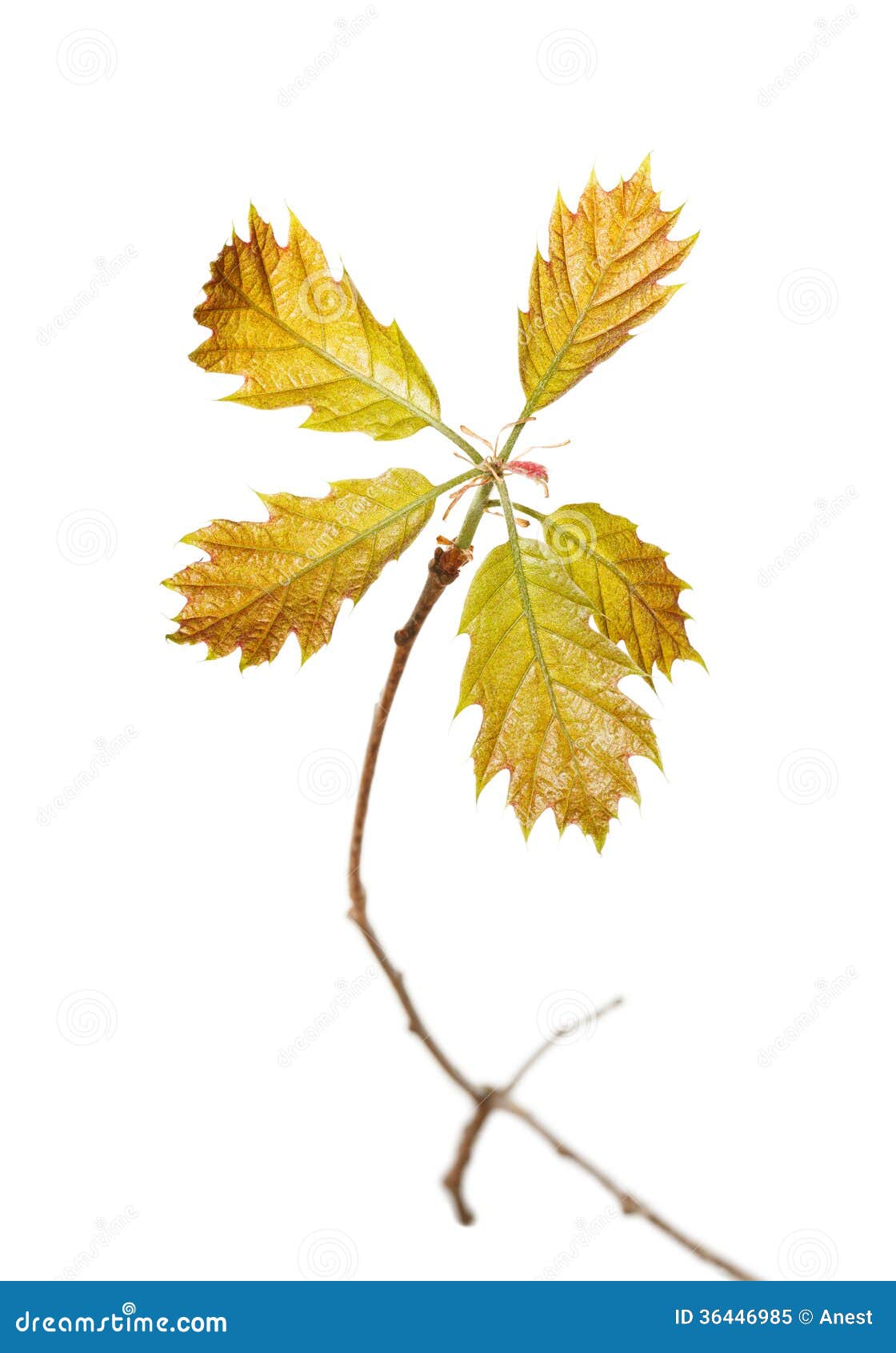 Young oak stock image. Image of grow, green, seedling - 36446985