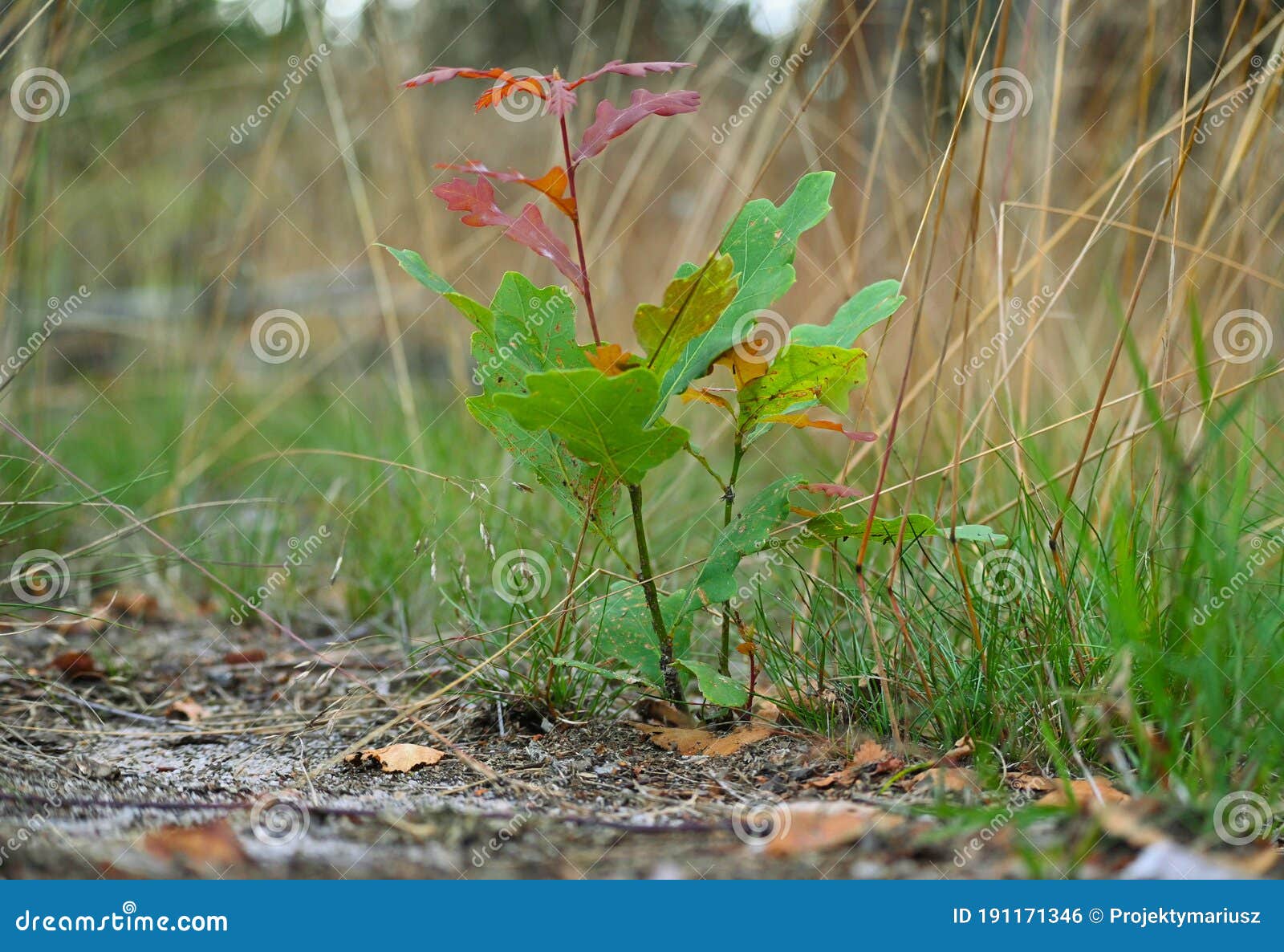 A Small Oak Tree in the Forest Stock Photo - Image of green, foliage ...