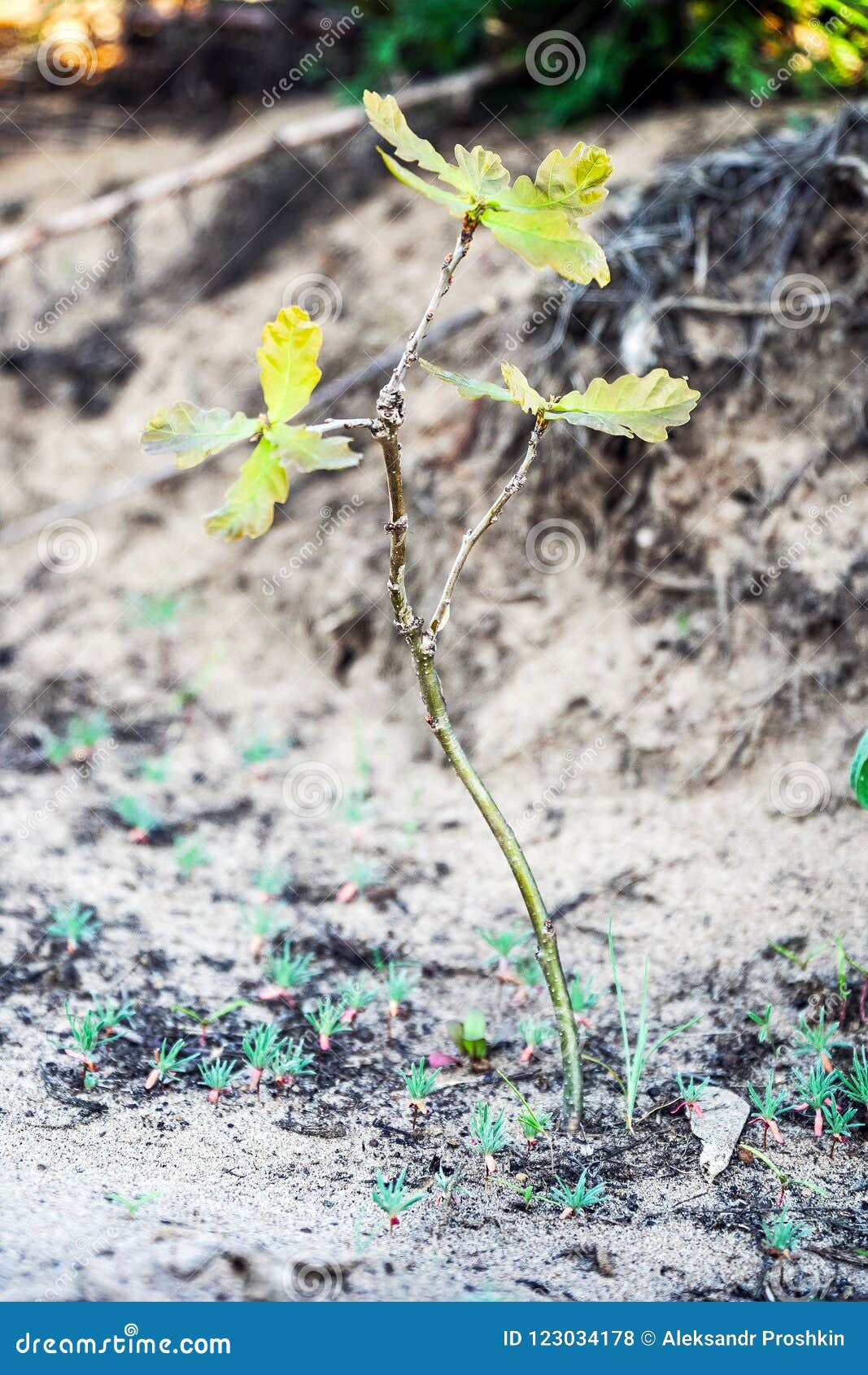 Oak Seedling Grown in the Forest Stock Photo - Image of concept ...