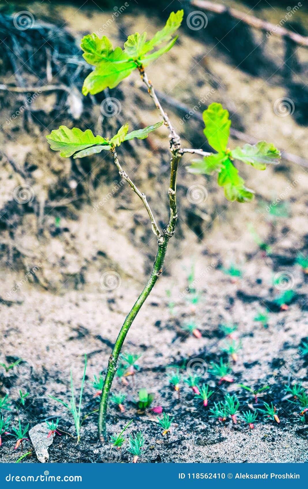 Oak Seedling Grown in the Forest Stock Photo - Image of agriculture ...
