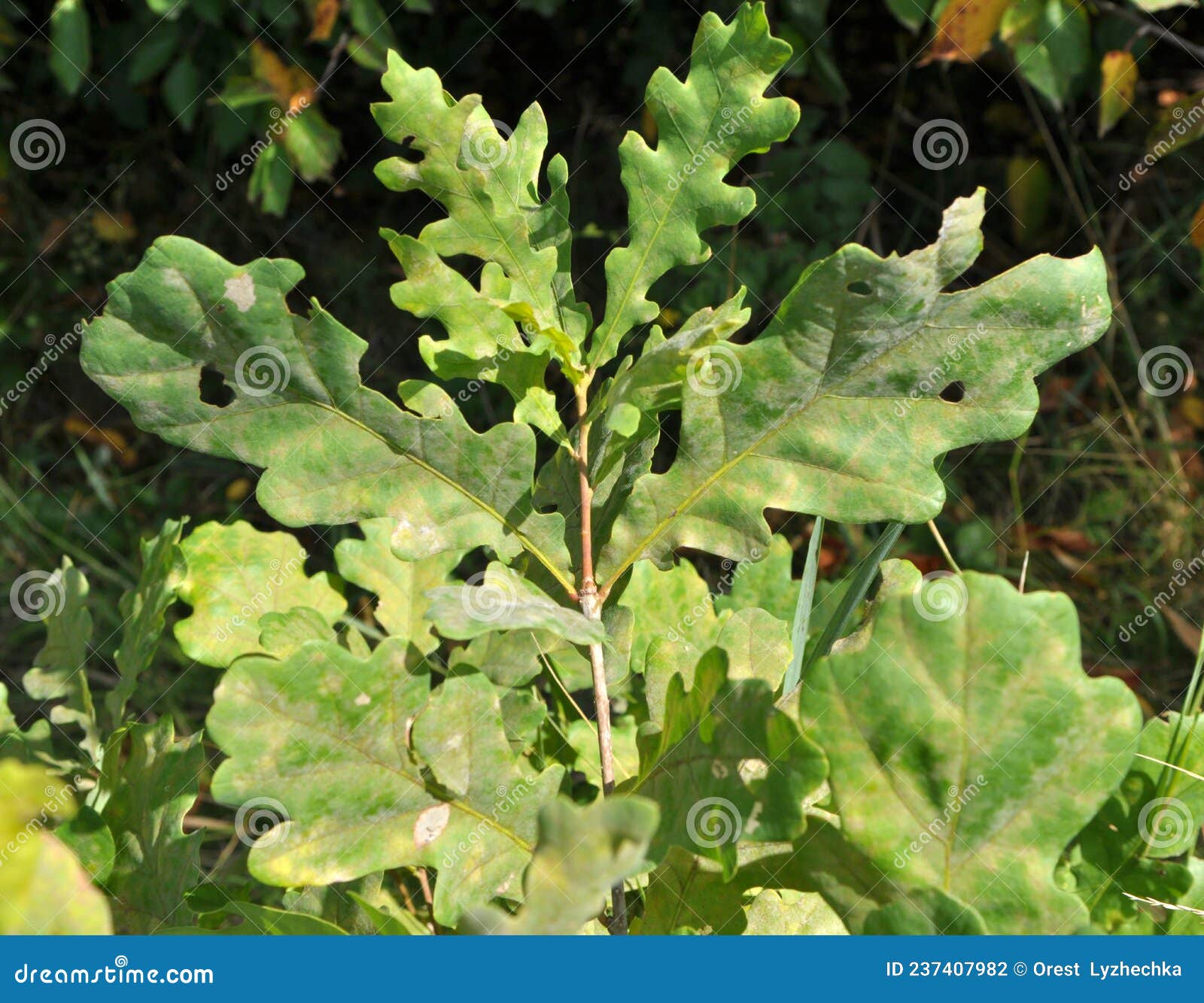 Young Oak Seedling with Leaves Stock Photo - Image of background, park ...