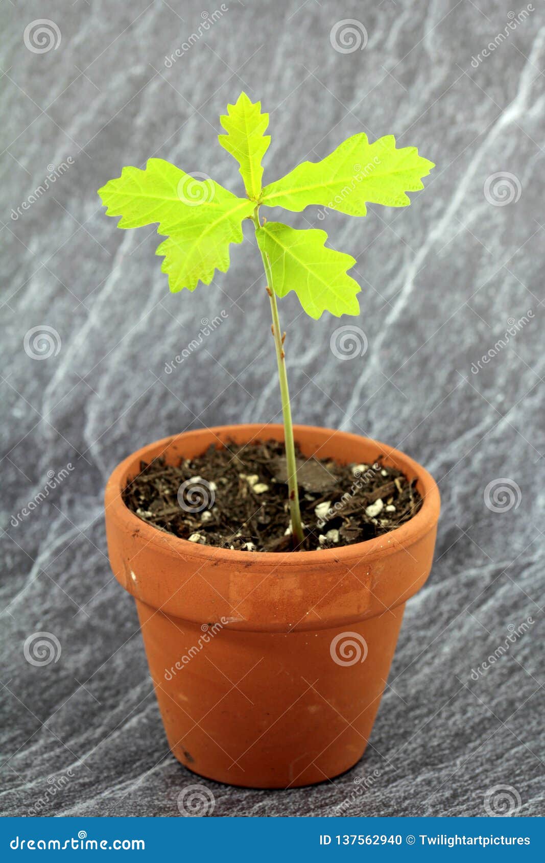 Oak seedling in the pot stock photo. Image of bank, embryo - 137562940