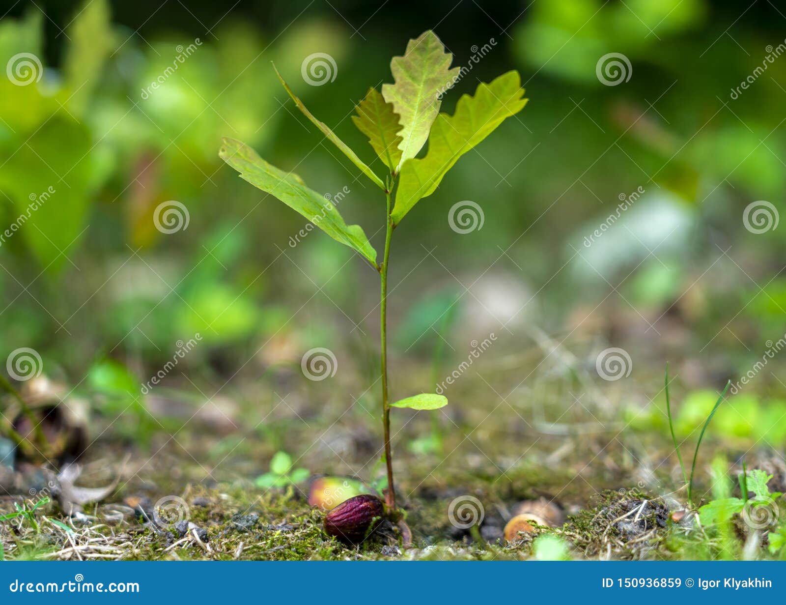 A Young Oak Sprout Sprouting from an Acorn Close-up on a Blurred Green ...