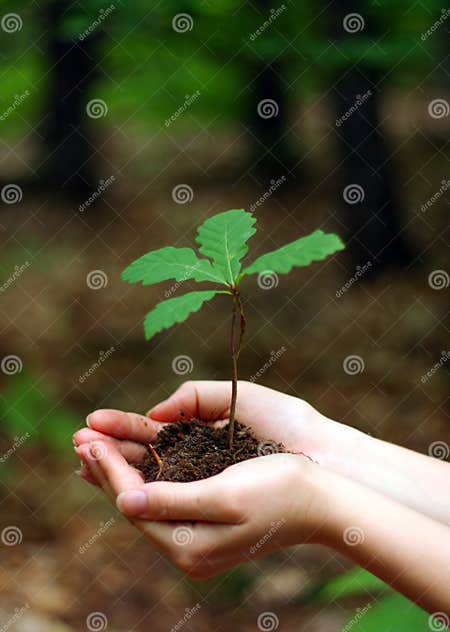 Young oak tree stock image. Image of life, trees, hands - 792763