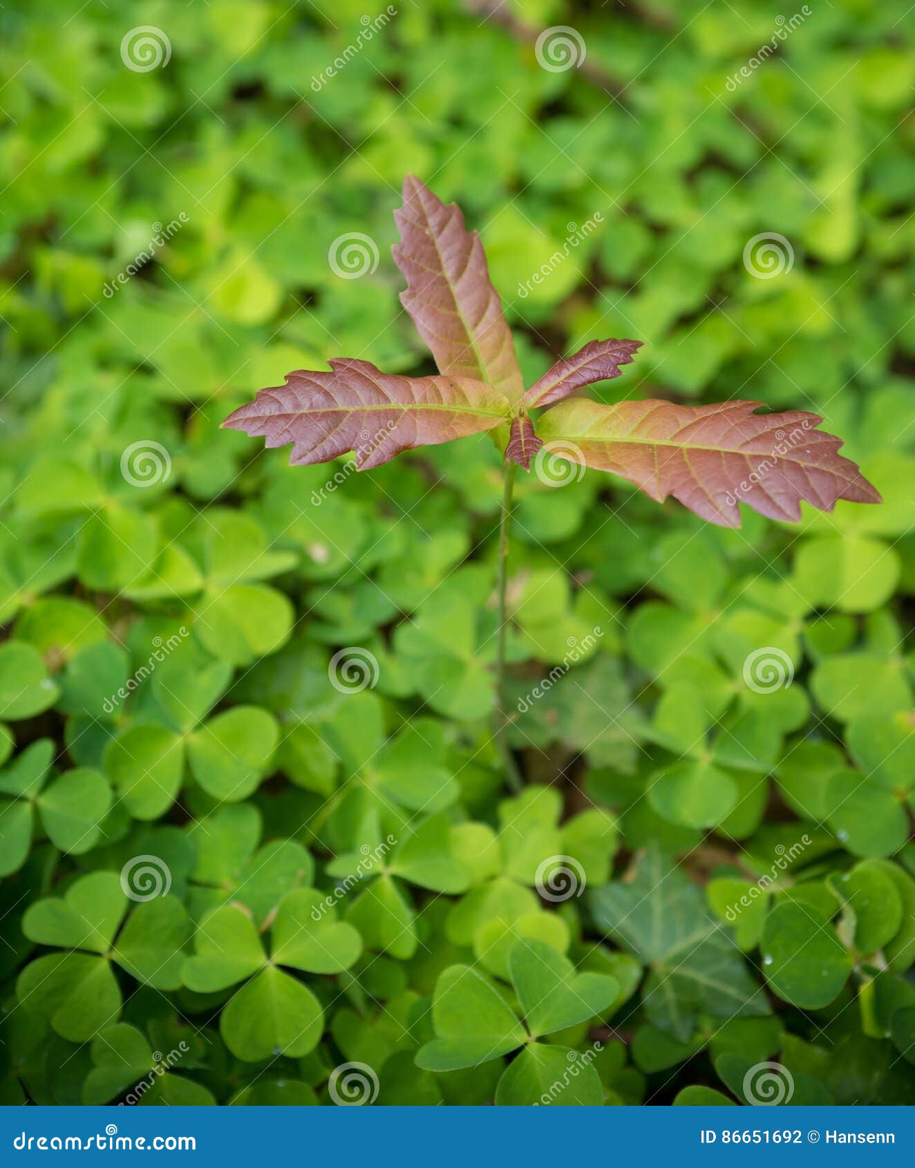 Young oak tree stock photo. Image of outdoor, foliage - 86651692