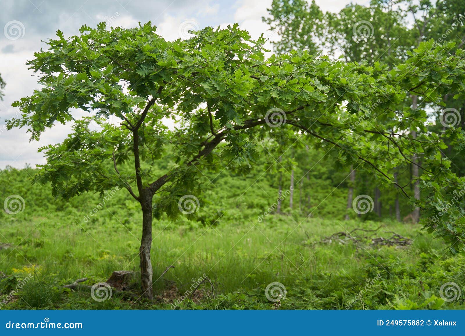 Young Oak Tree by the Forest Stock Photo - Image of beautiful, growth ...