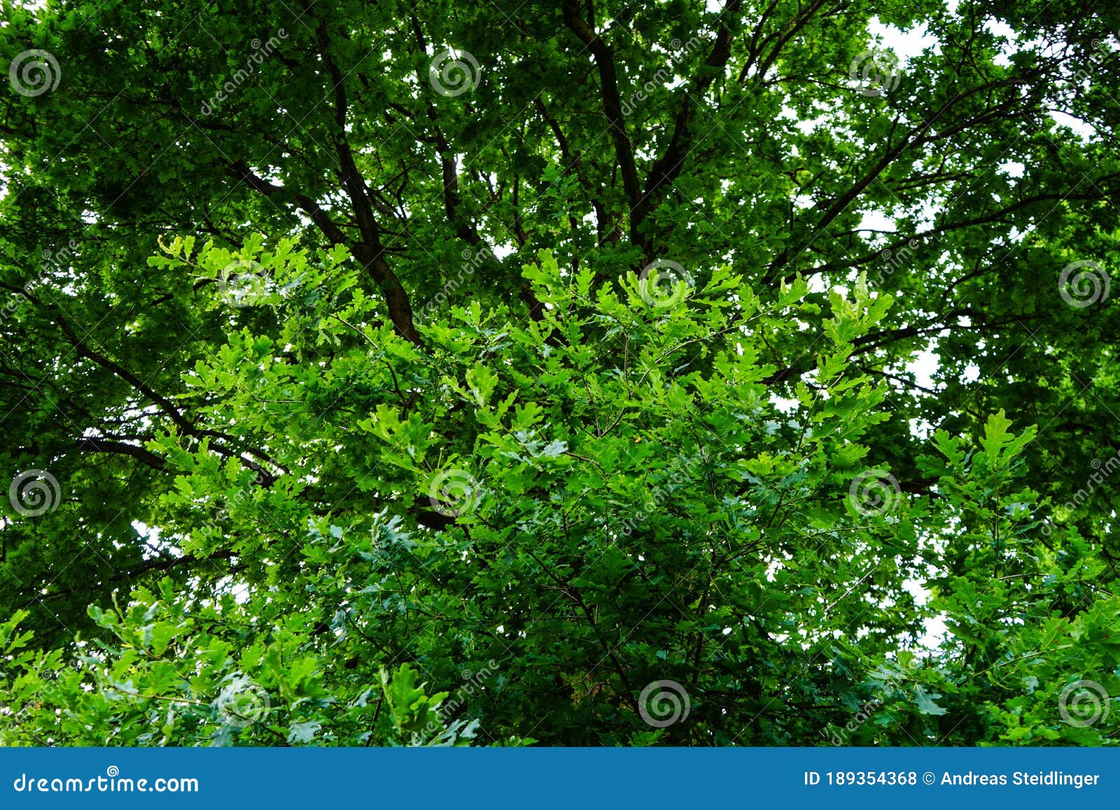 Young oak tree stock photo. Image of fresh, ecology - 189354368